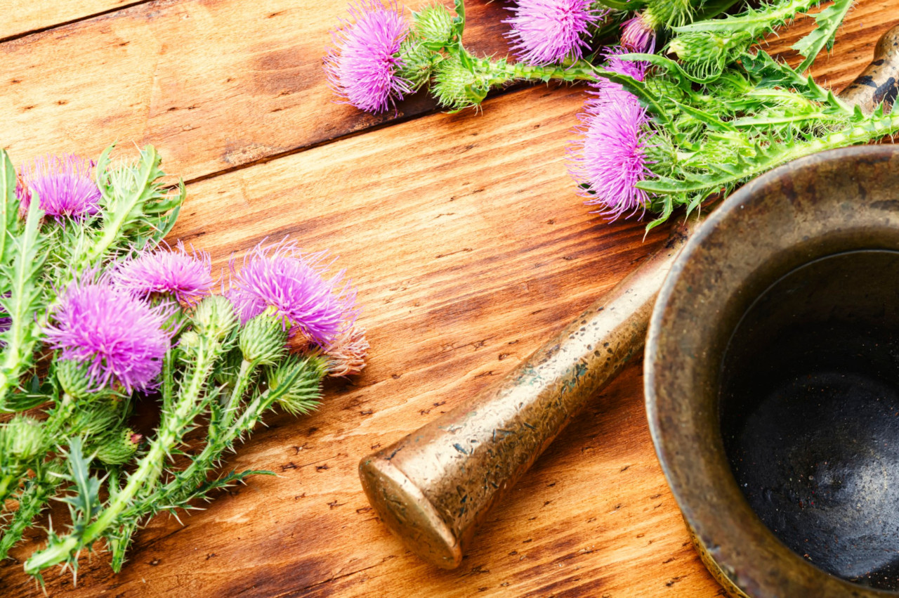 Ostropest – właściwości, zastosowanie i przeciwwskazania - Akademia Piękna